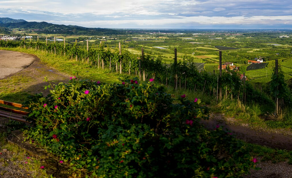 Online event - Upper Rhine Graben – Middle Europe's promising ...