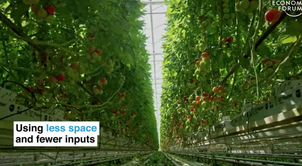 Dutch tomatoes and sustainable agriculture with geothermal as key ...