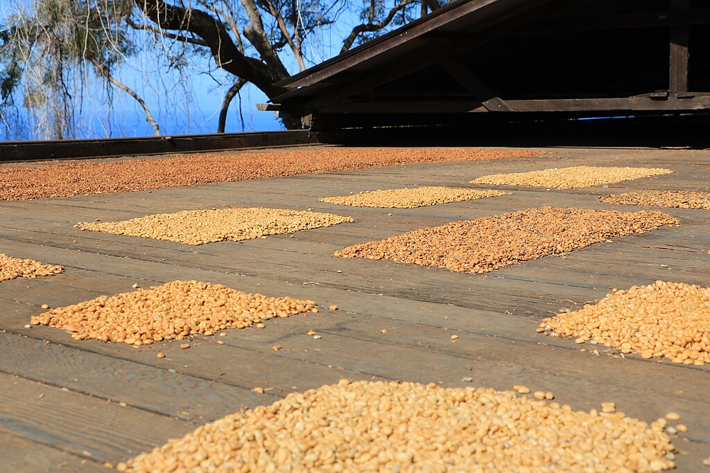 Geothermal heat being used for coffee processing in Indonesia